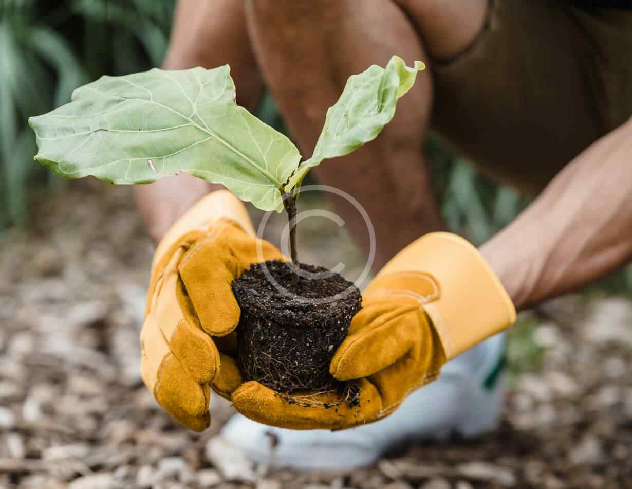 Thinking of planting a tree for Earth Day? – SGP